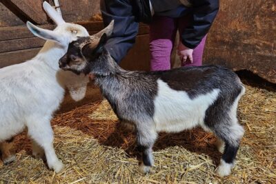 Sable Goat - Breed Profile - Goat Journal